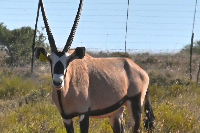Spitzkop Wild – Built for breeders, hunters, and game farms across ...