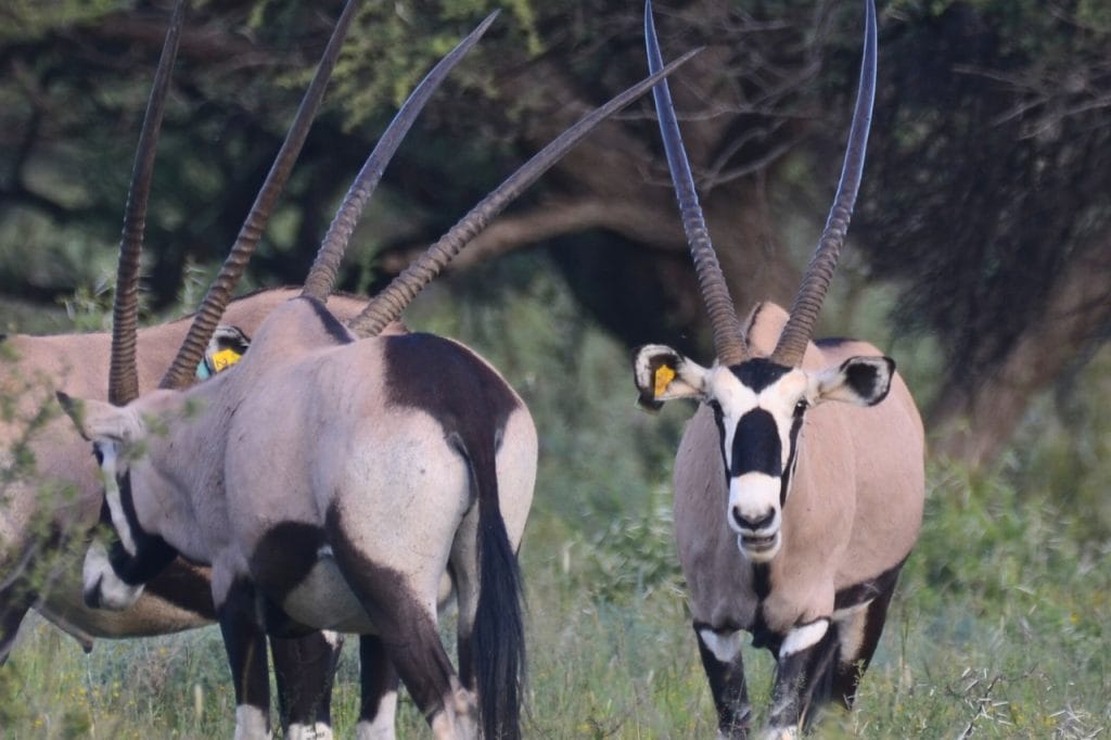 Spitzkop Wild – Built for breeders, hunters, and game farms across ...