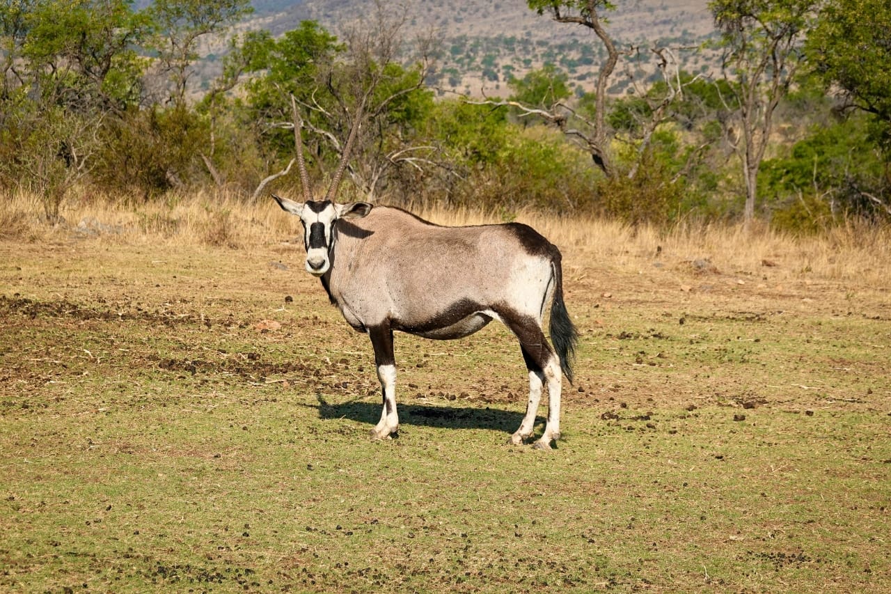 Spitzkop Wild – Built for breeders, hunters, and game farms across ...