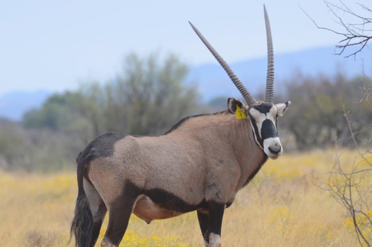 Spitzkop Wild – Built for breeders, hunters, and game farms across ...